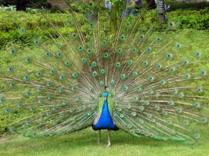 Pauw - Eftepedia - alles over de Efteling