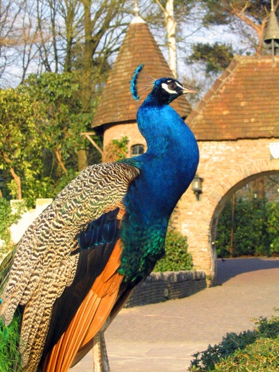 Pauw - Eftepedia - alles over de Efteling